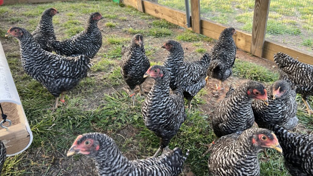 Its Not All About the Chickens But… A lot of it is!!! - Scalfetti Farms
